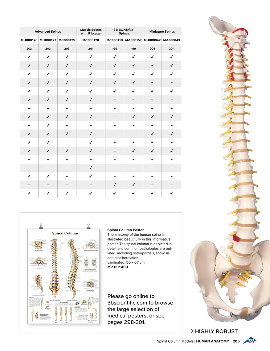 Spinal Column Chart