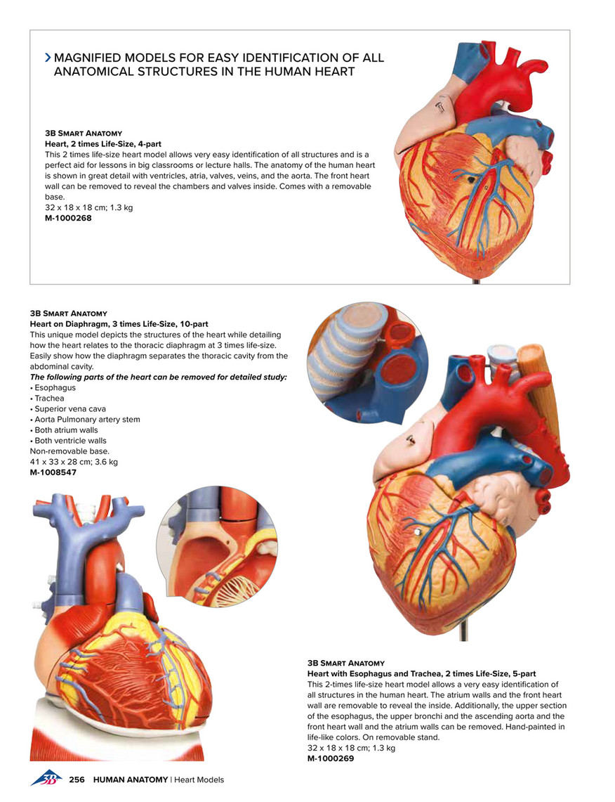 Identify Areas Of The Human Heart