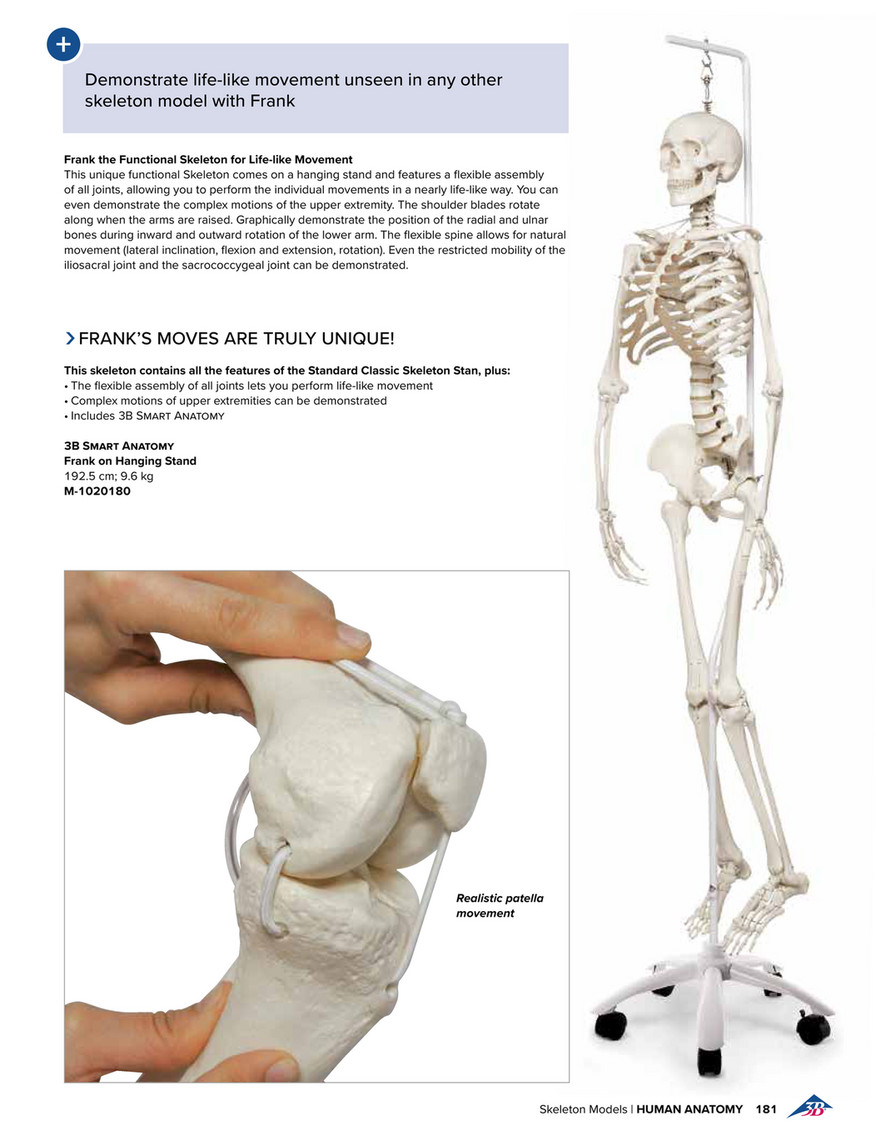 3B Scientific Medical Catalog English Human Skeleton Model, 55% OFF