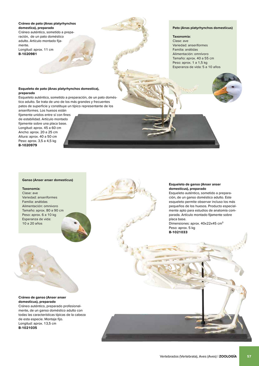 Anatomía Externa Del Pato Modelador Composite TNPCCI Hu Friedy