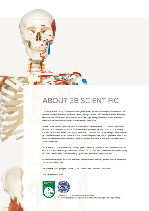 3B Scientific - 3B Scientific Anatomy Catalog English - light and dark ...