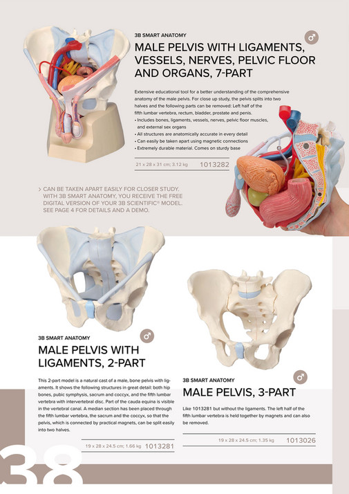 3B Scientific - 3B Scientific Anatomy Catalog English - light and dark ...